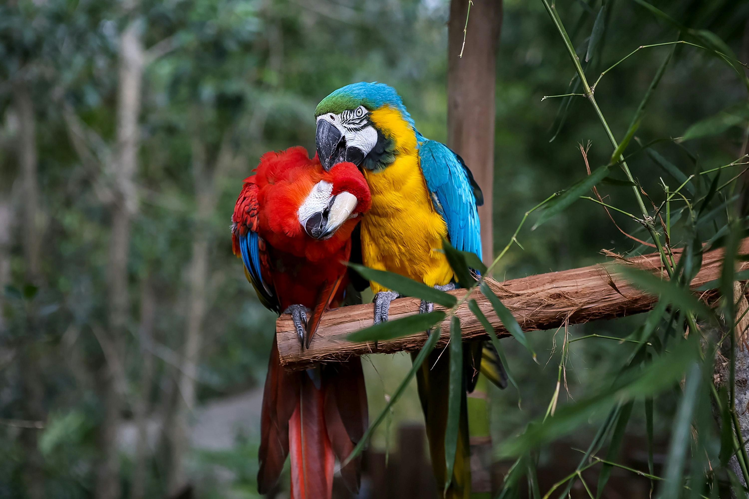 Australia: Animal Conservation