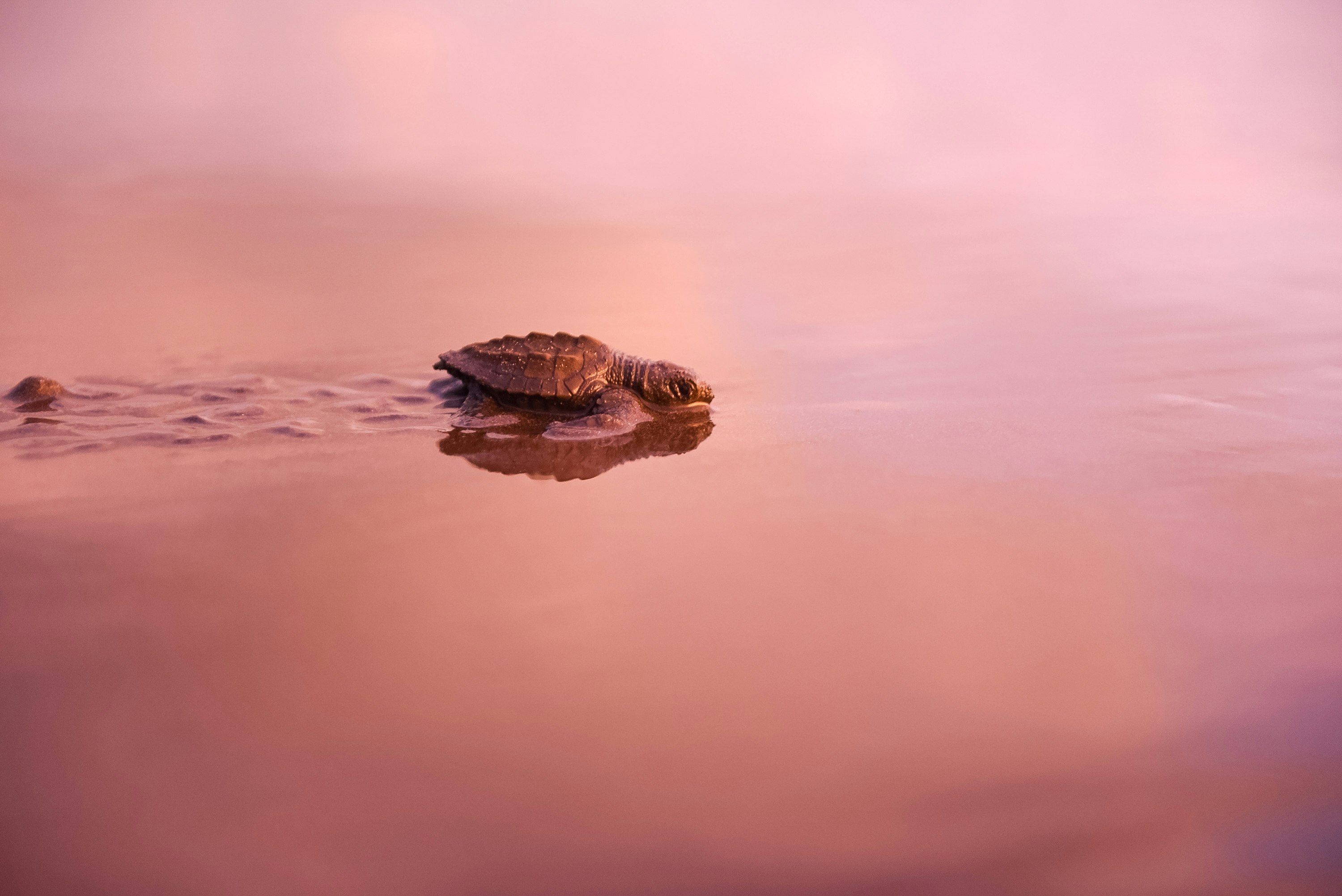 Costa Rica: Turtle Conservation Program (17 and older) | Rustic Pathways