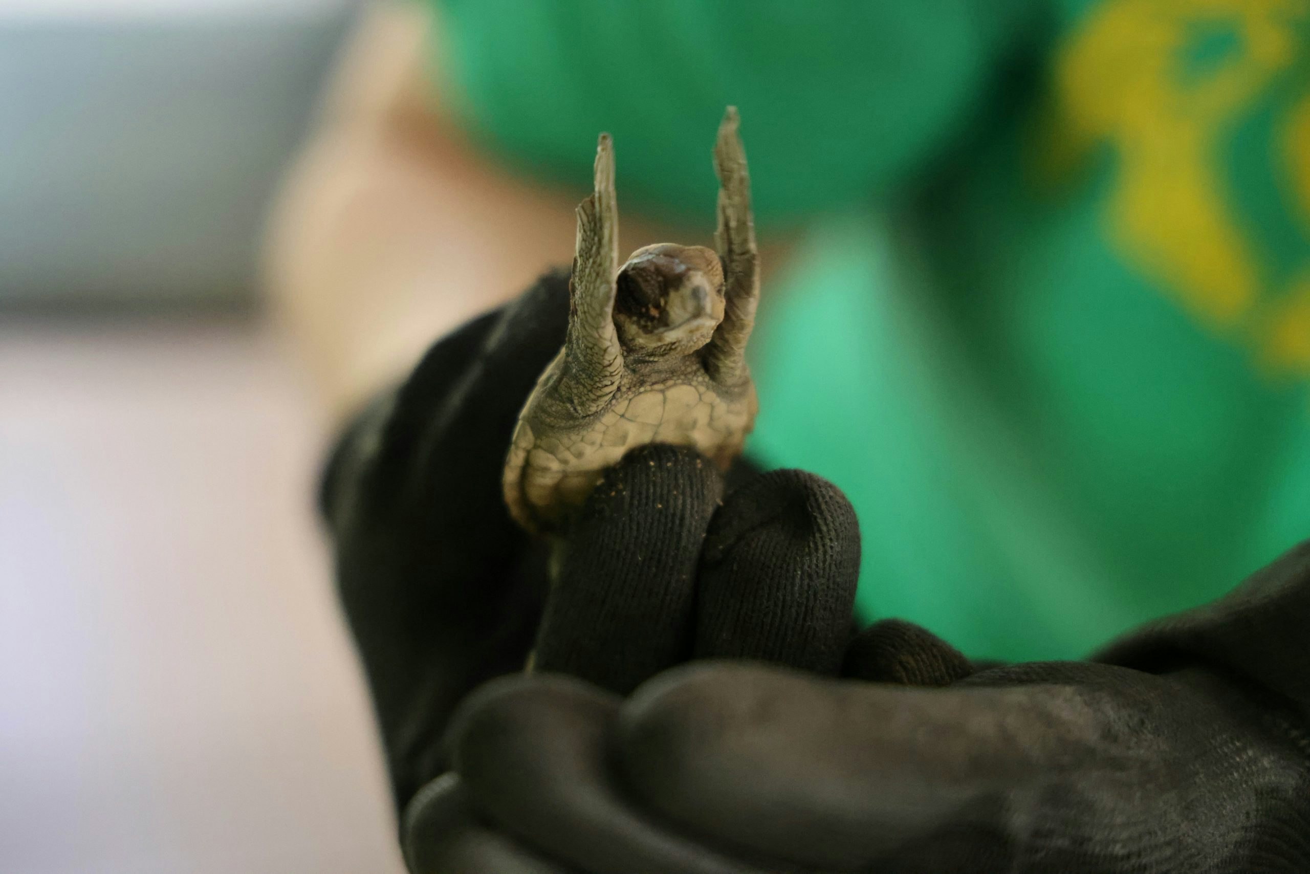 Costa Rica: Turtle Conservation Project | Rustic Pathways