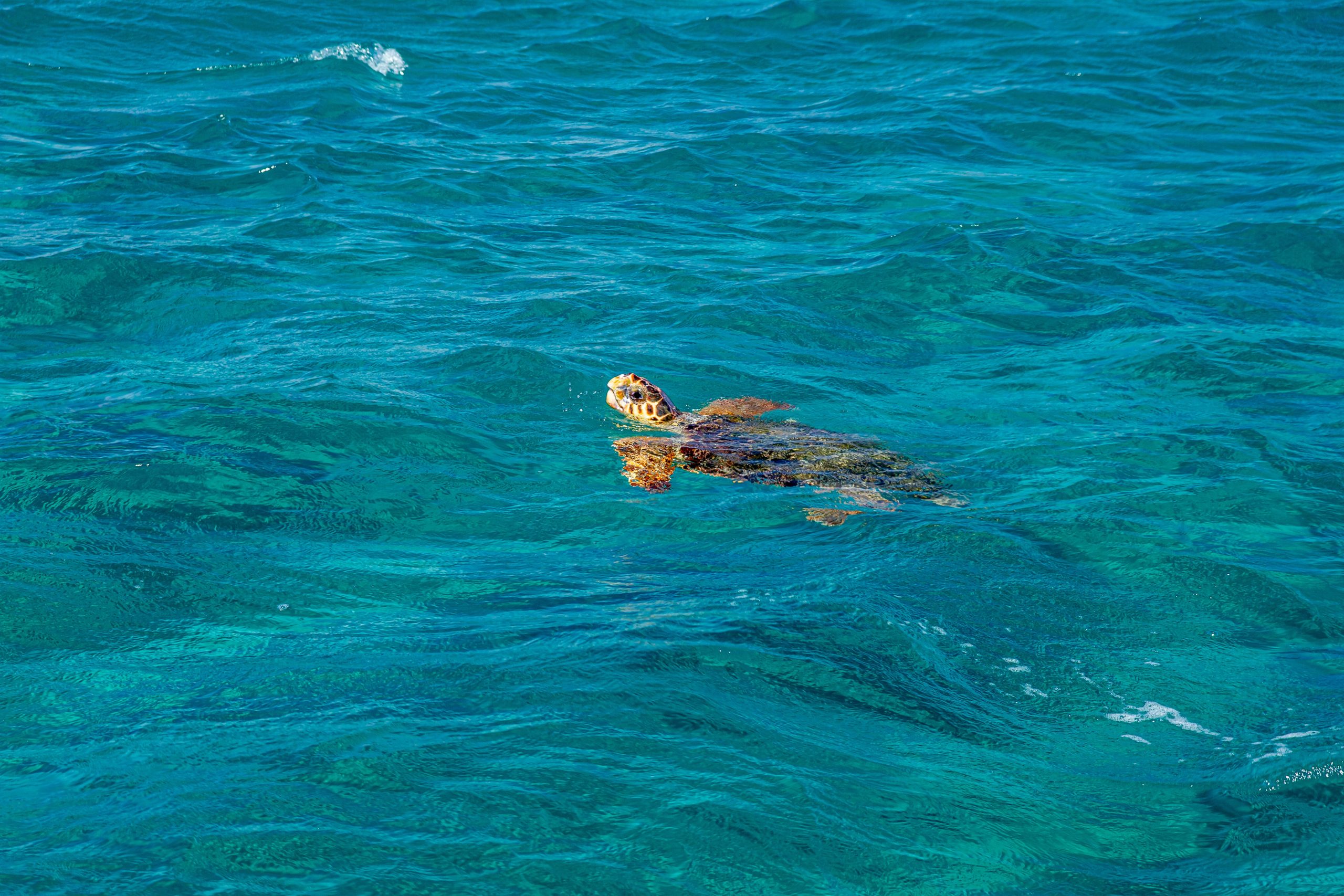 Greece: Island Turtle Conservation | Rustic Pathways