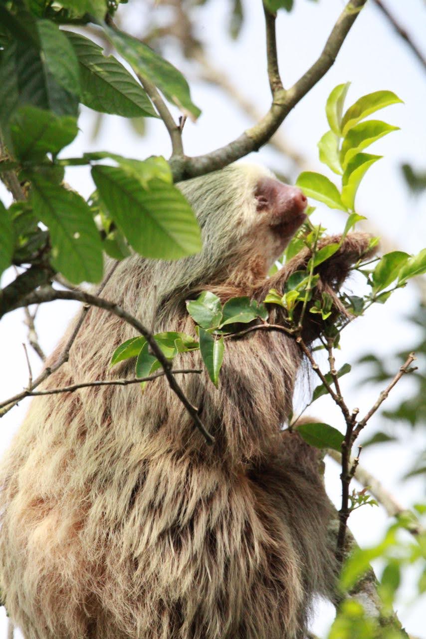 Costa Rica: Surf and Service | Rustic Pathways