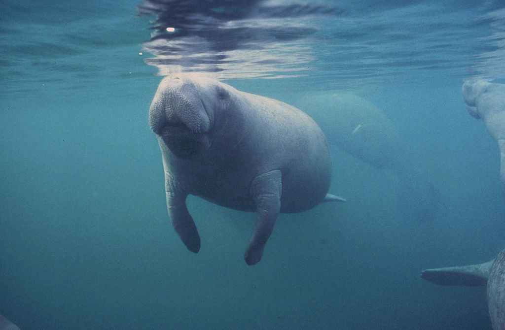 Manatees Cape Verde