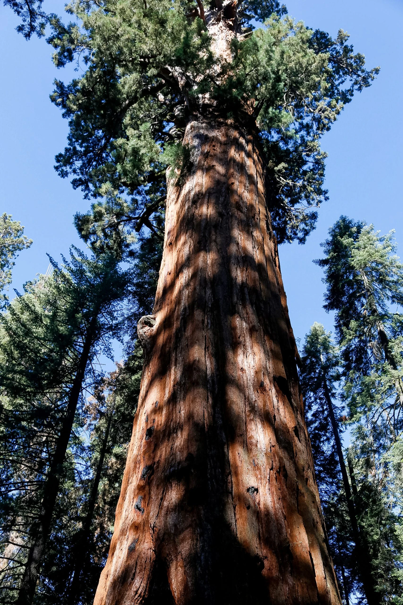 14 Fun Facts About California