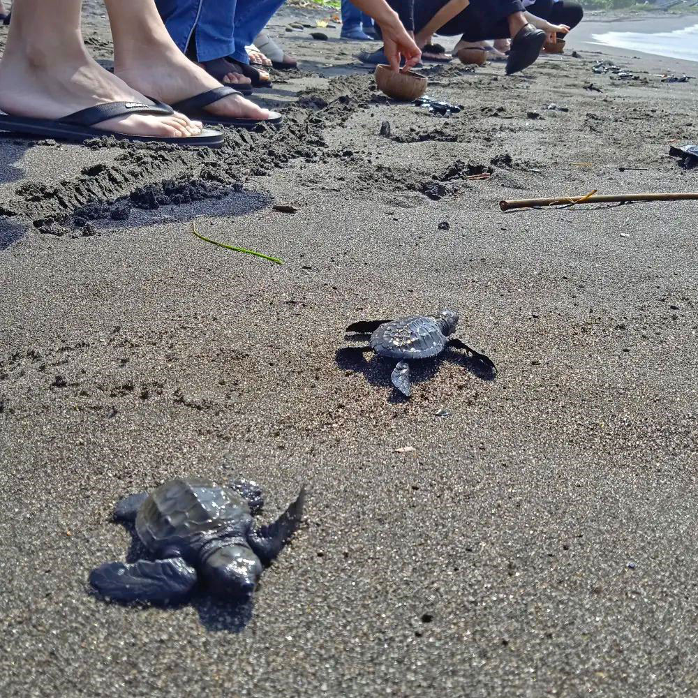 Bali: Service Learning and Culture | Rustic Pathways