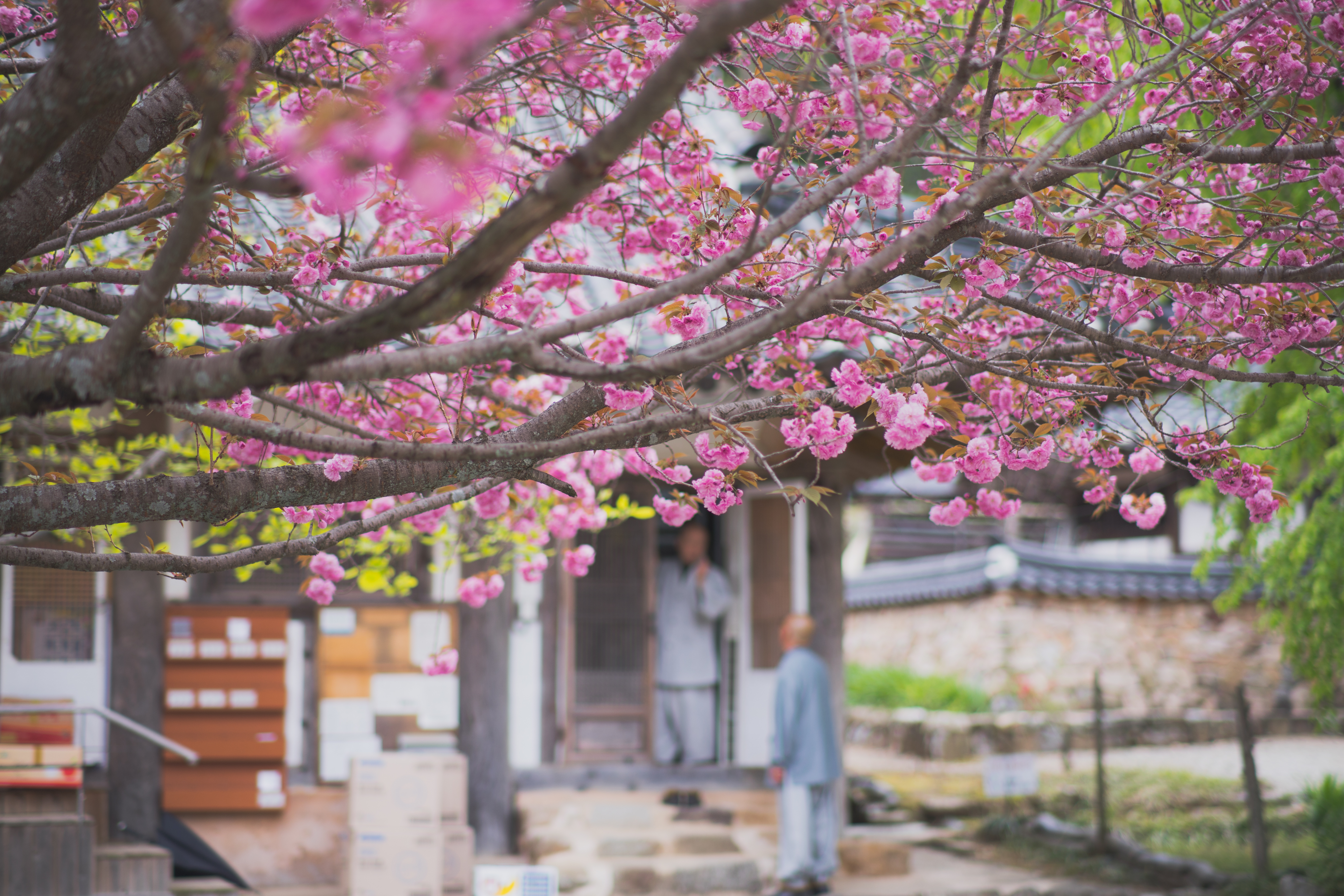 Seoul Searching: Modern Korea | Rustic Pathways